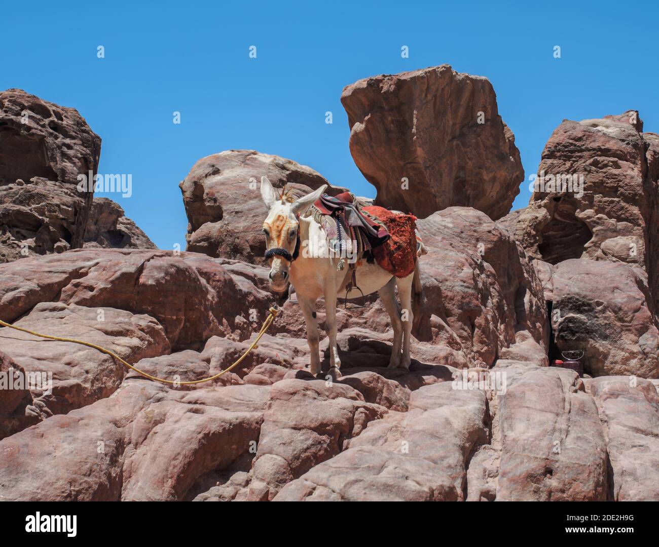 Donkey in the ancient Arab Nabatean city Petra Stock Photo - Alamy