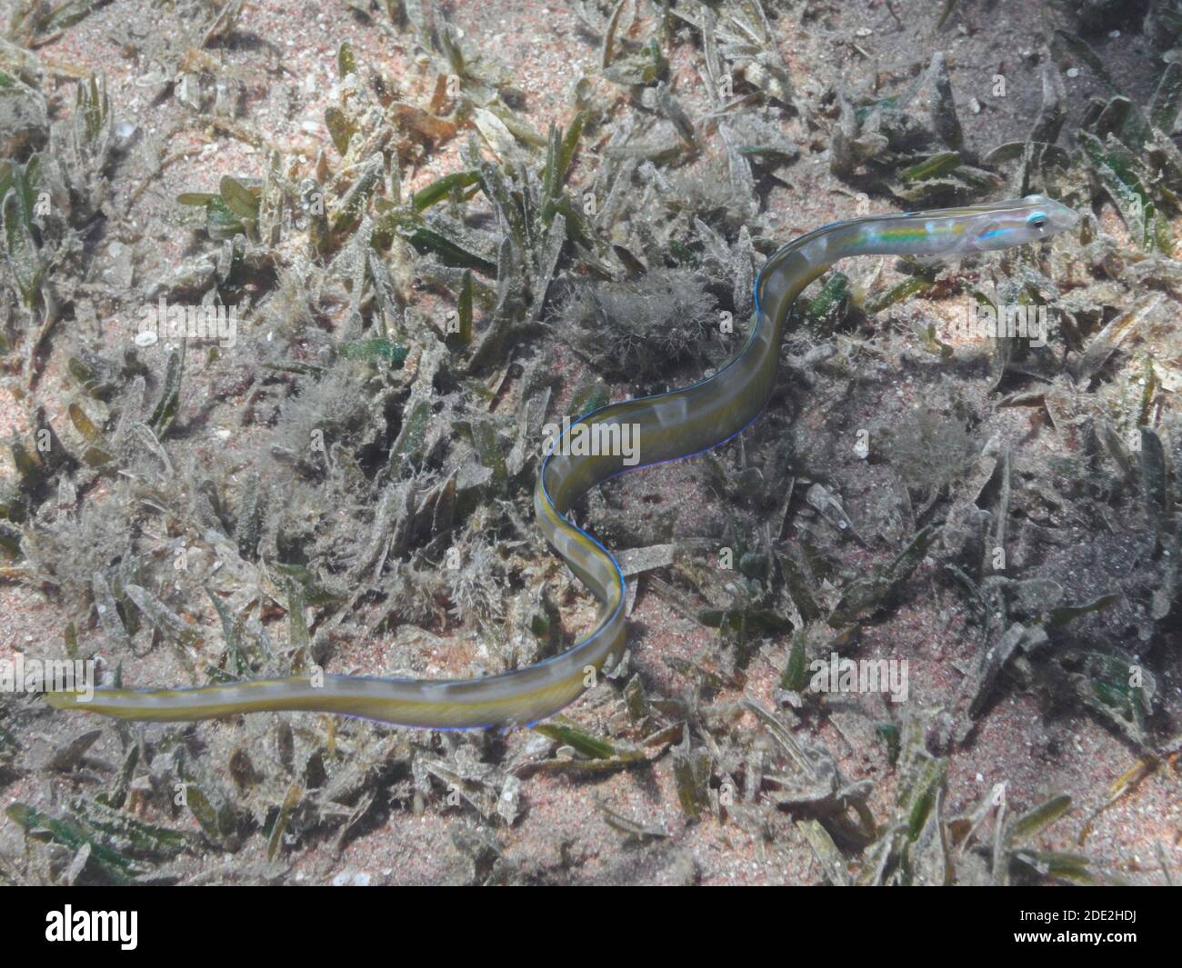 Xiphasia hi-res stock photography and images - Alamy