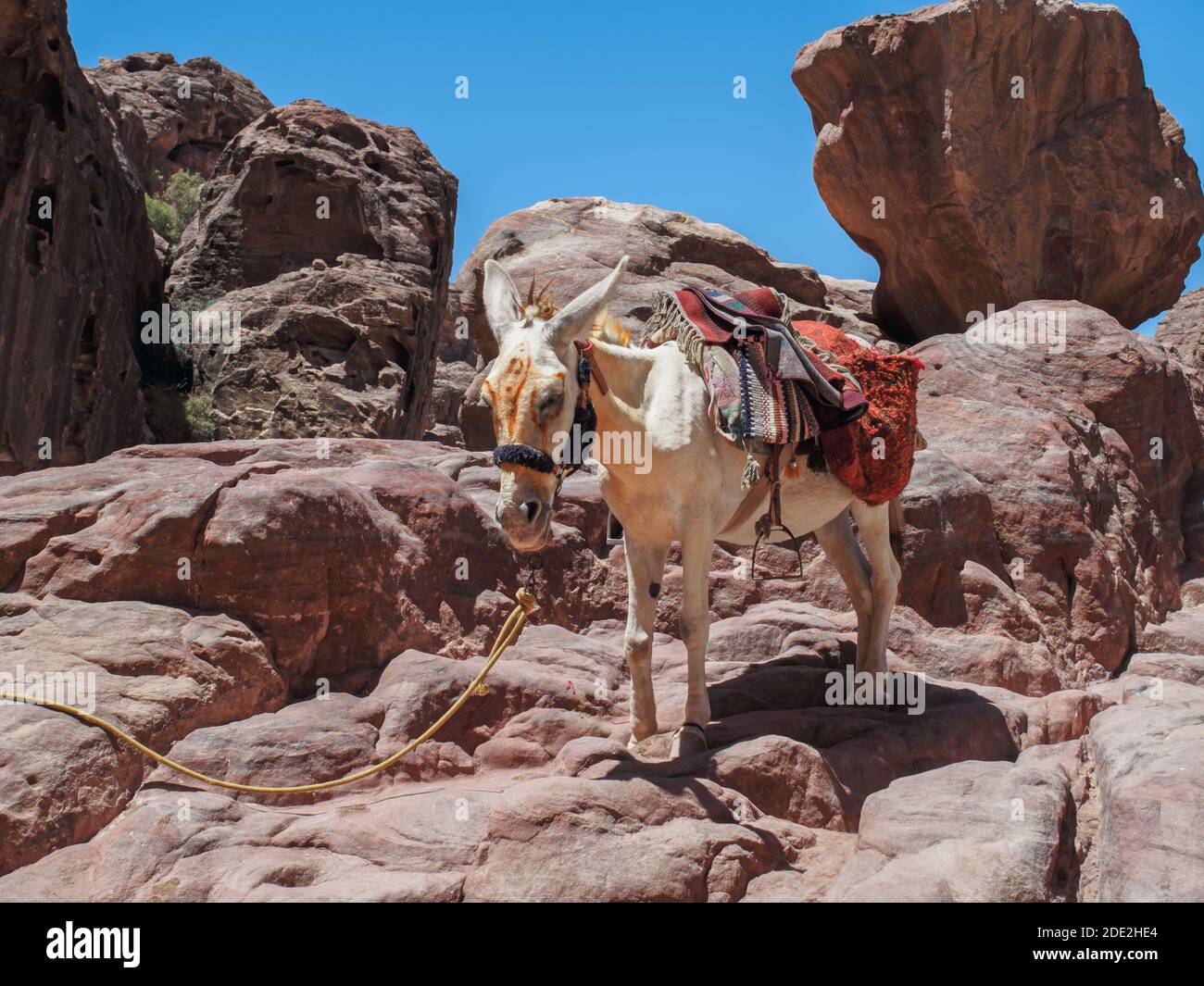 Donkey in the ancient Arab Nabatean city Petra Stock Photo - Alamy