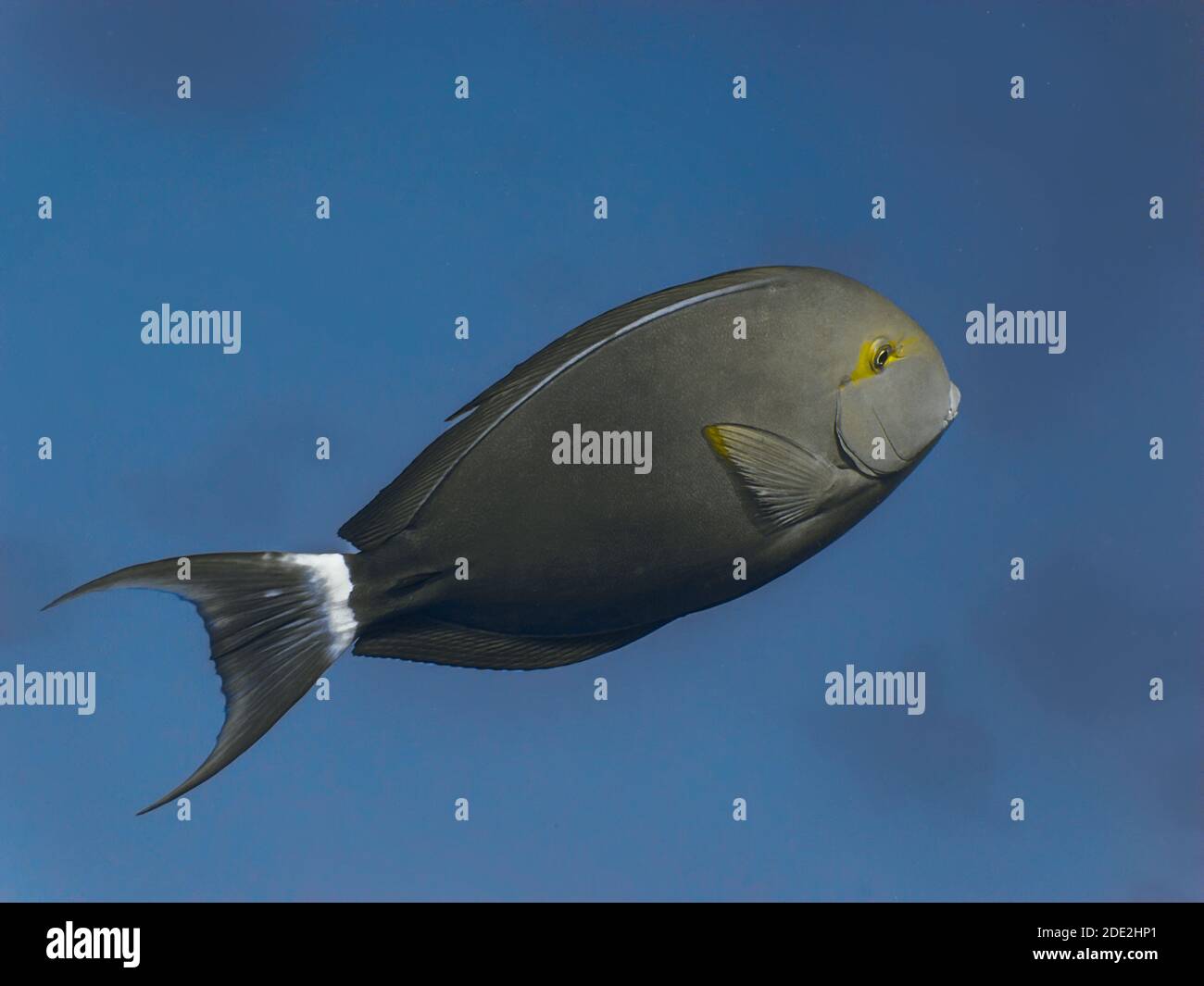 Black surgeonfish (Acanthurus gahhm) swimming in the blue sea water ...