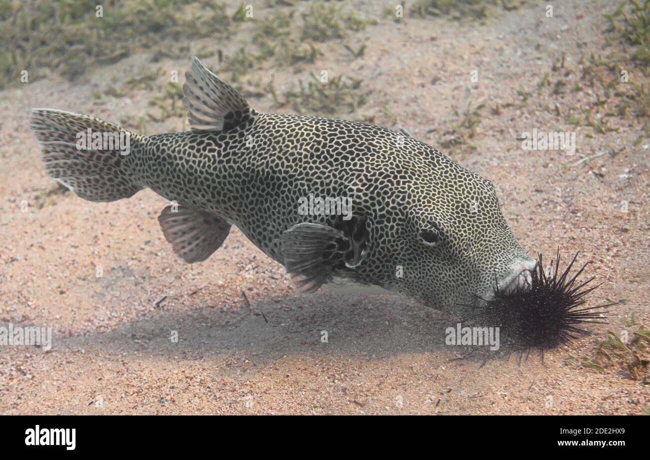 Stellate puffer fish (Arothron stellatus), also known as the starry ...