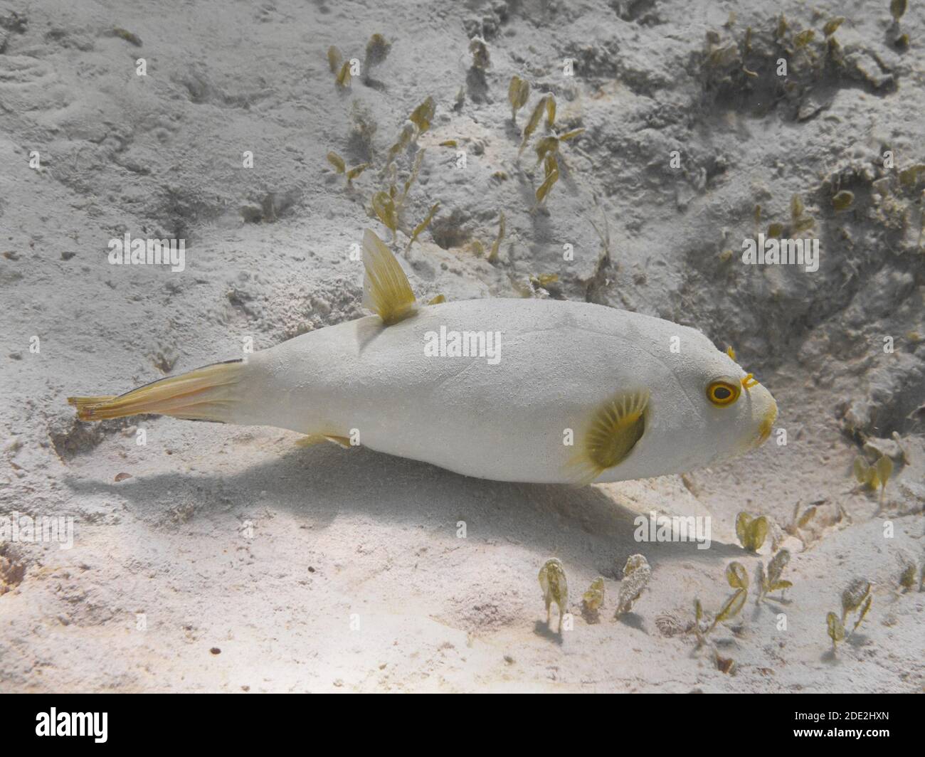 Immaculate puffer (Arothron immaculatus) fish swimming in the water of ...