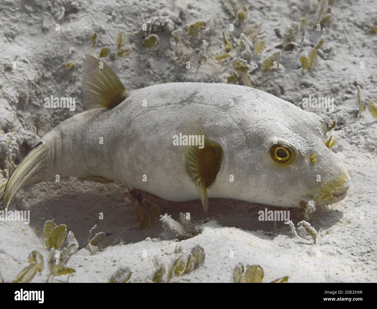 Immaculate puffer (Arothron immaculatus) fish in the water of tropical ...