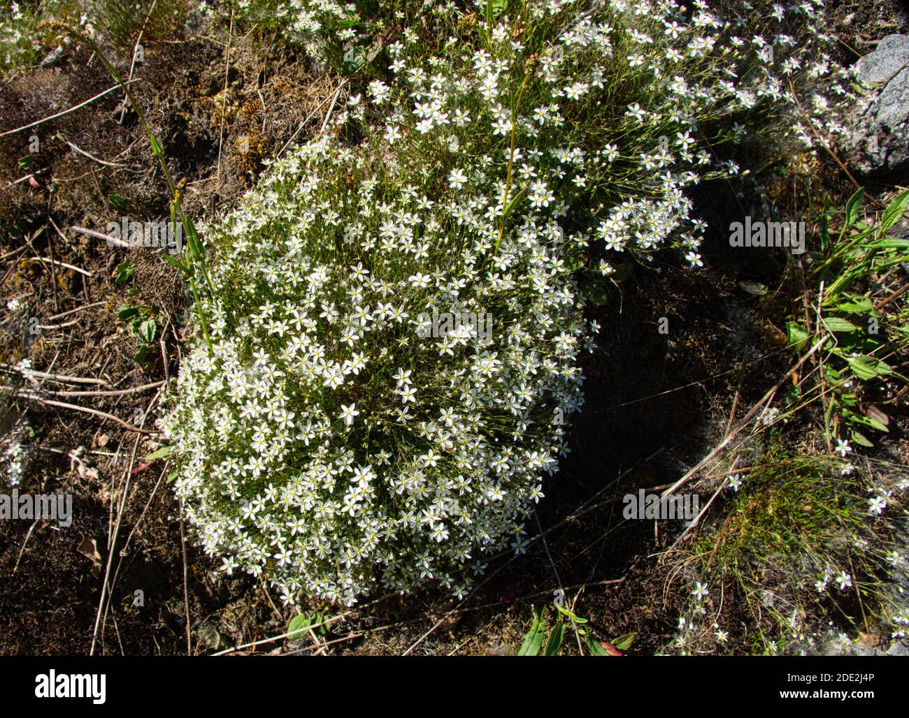 Spring Sandwort. Minuartia Verna. Leadwort Stock Photo - Alamy