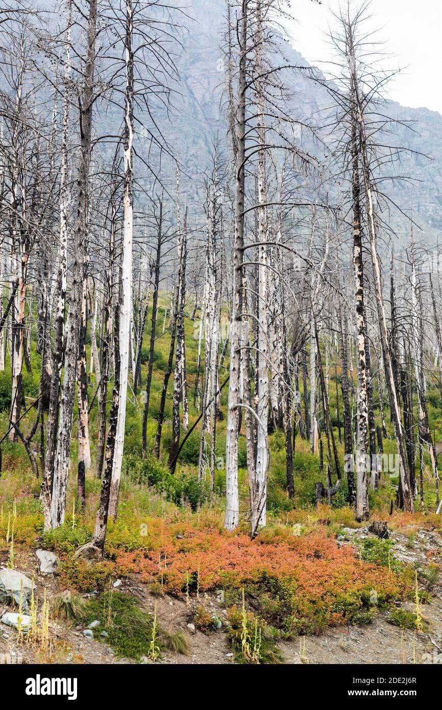 Burned park hi-res stock photography and images - Alamy