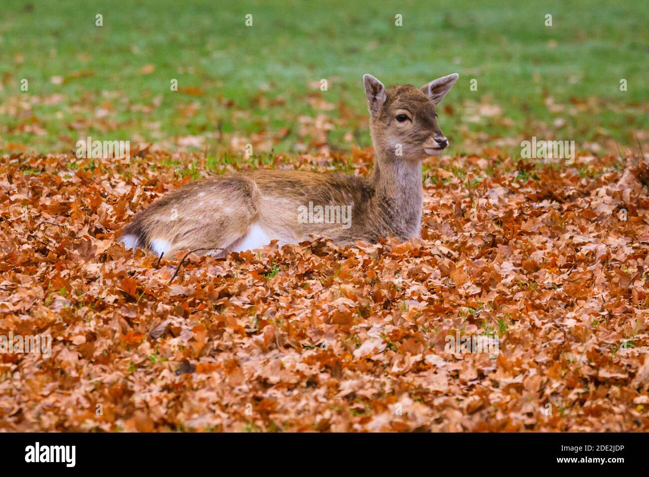 Fluffy deer hi-res stock photography and images - Alamy