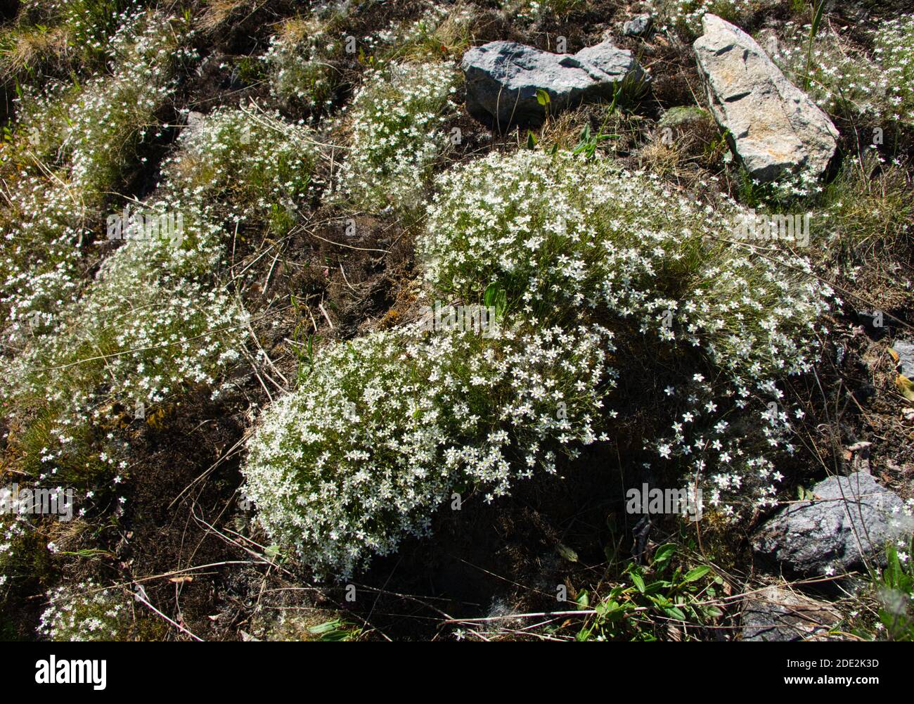 Spring Sandwort. Minuartia Verna. Leadwort Stock Photo - Alamy