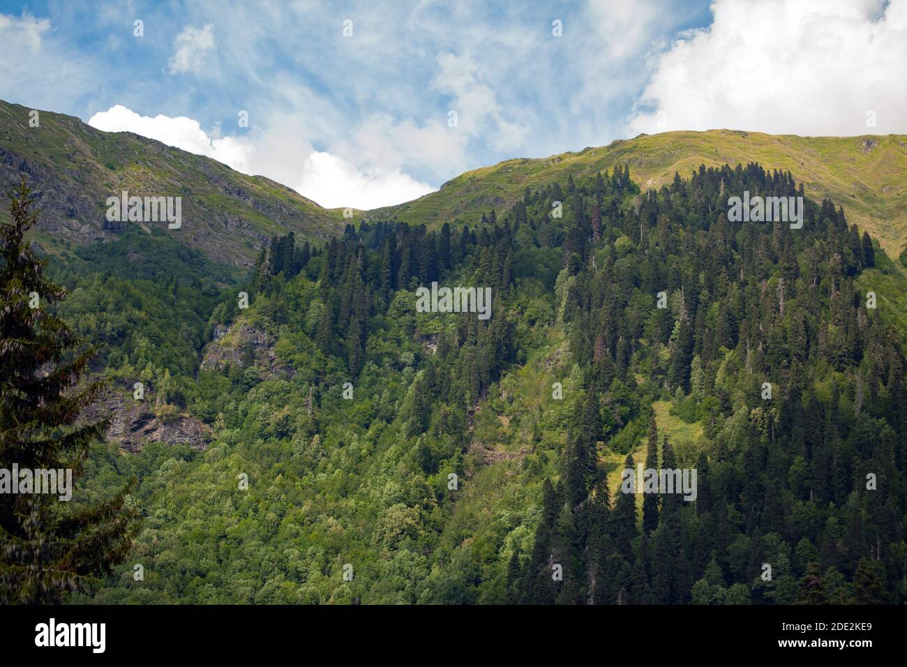Mountain slope with high spruces Stock Photo - Alamy