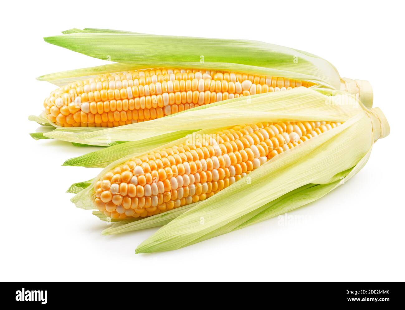 corn ears isolated on a white background Stock Photo - Alamy