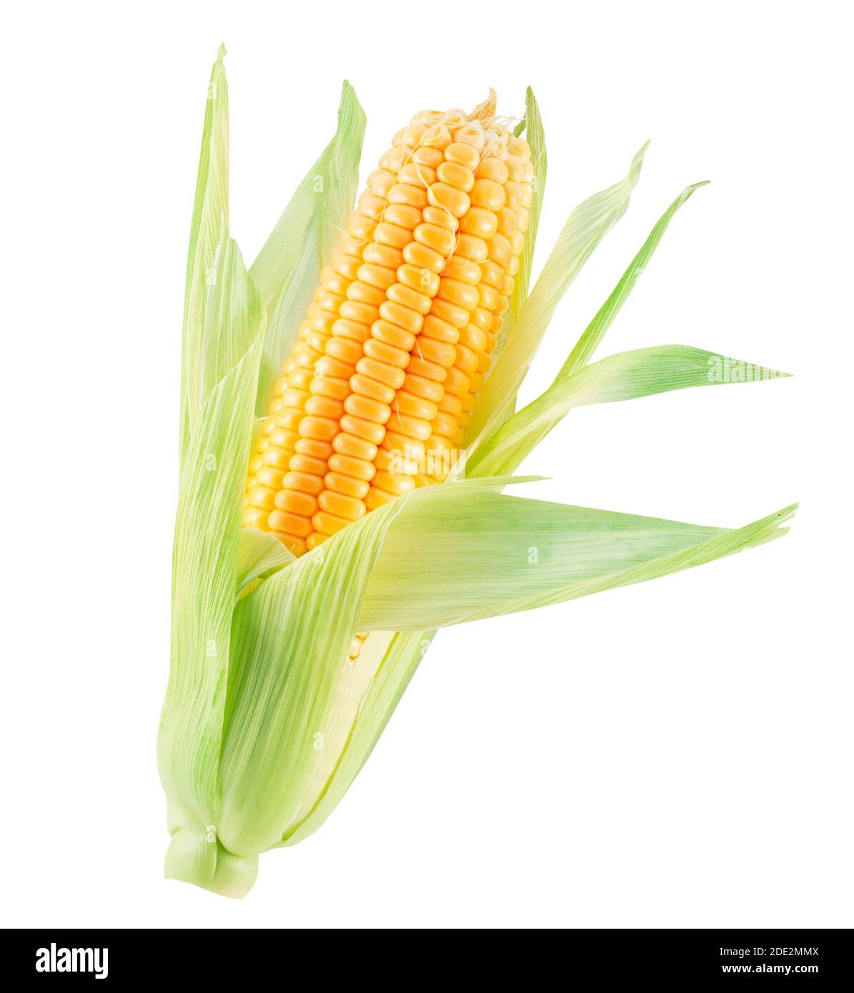 corn ear isolated on a white background Stock Photo - Alamy