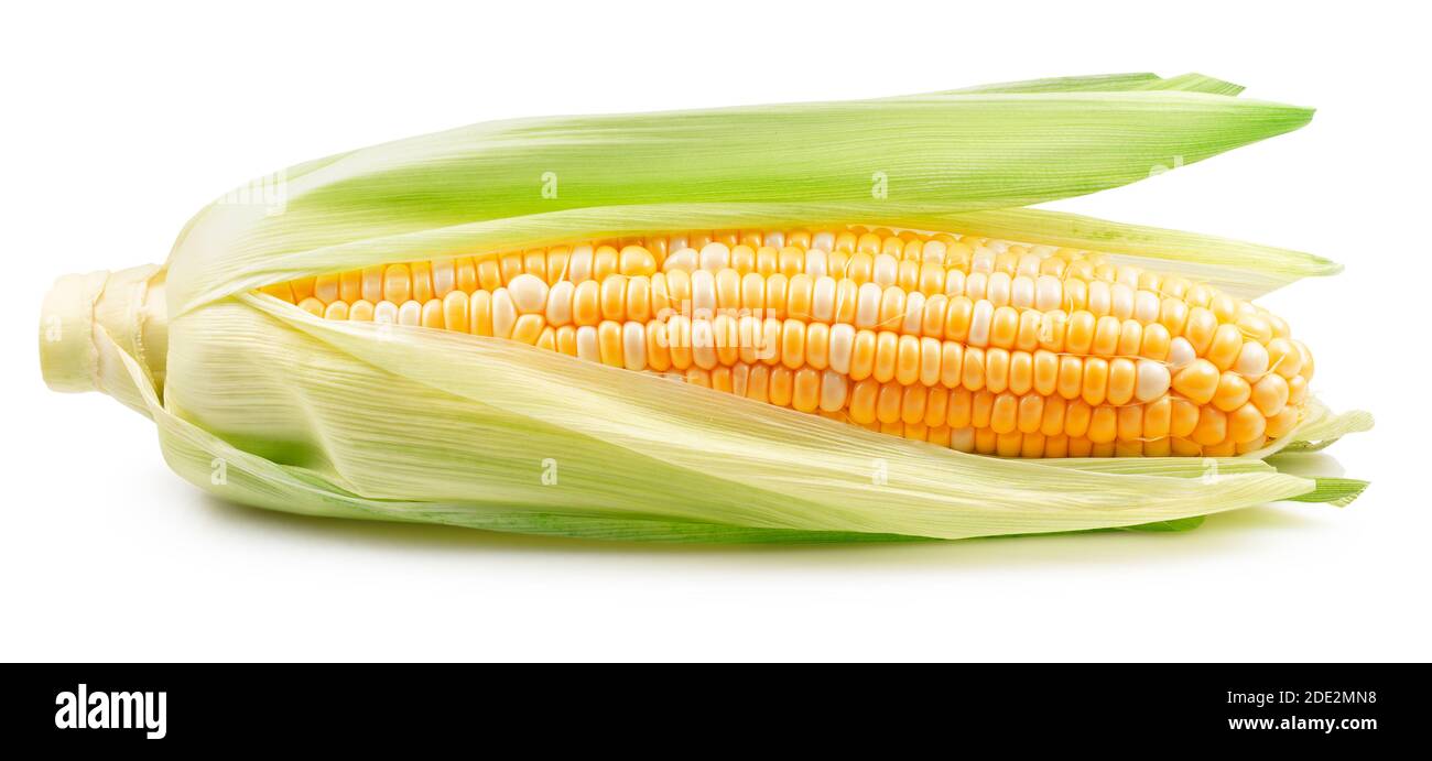 corn ear isolated on a white background Stock Photo - Alamy