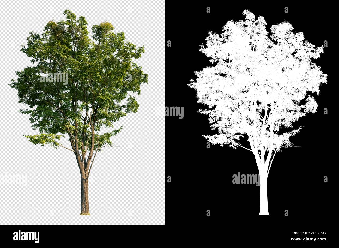 single tree on transparent picture with clipping path and alpha channel ...