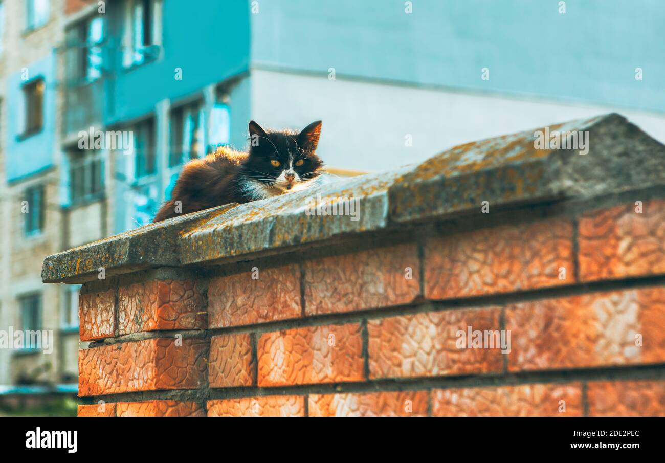Stray cat standing on the bricks wall Stock Photo - Alamy