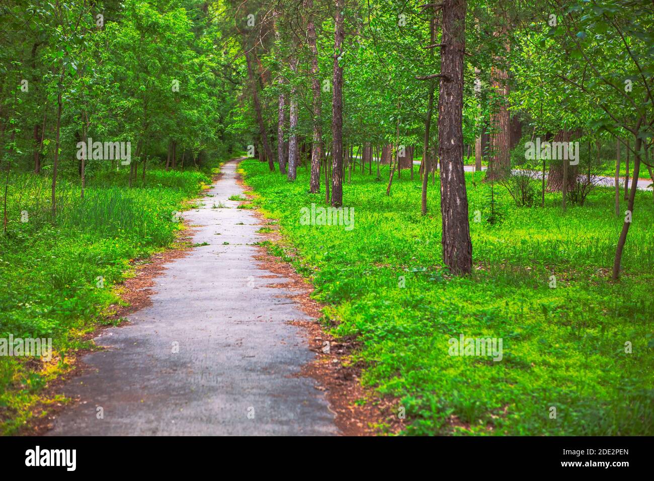 Park walking path . Pedestrian Trail in the green city park Stock Photo ...