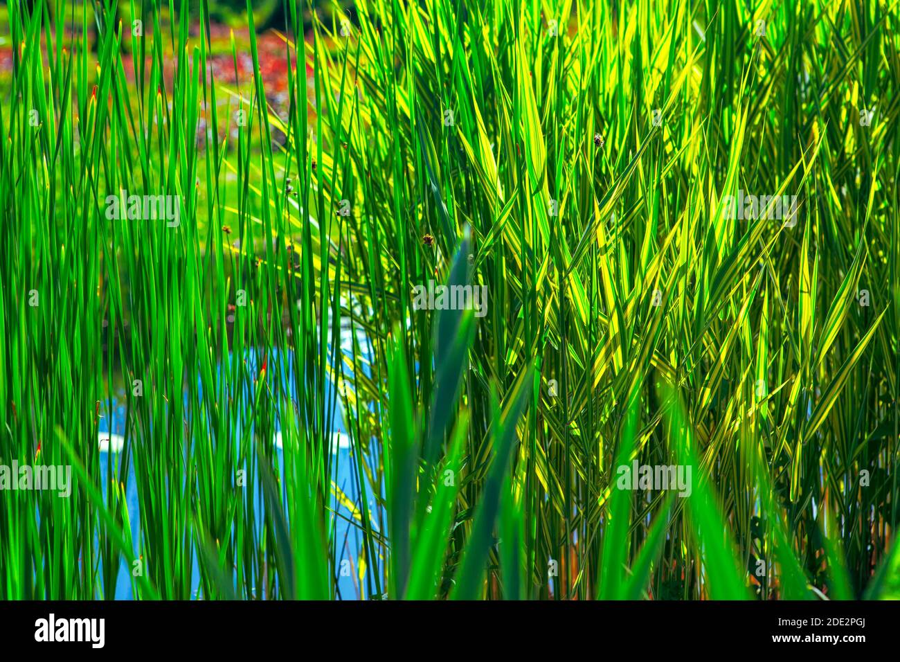 Fresh background of green reed in the sunlight Stock Photo - Alamy