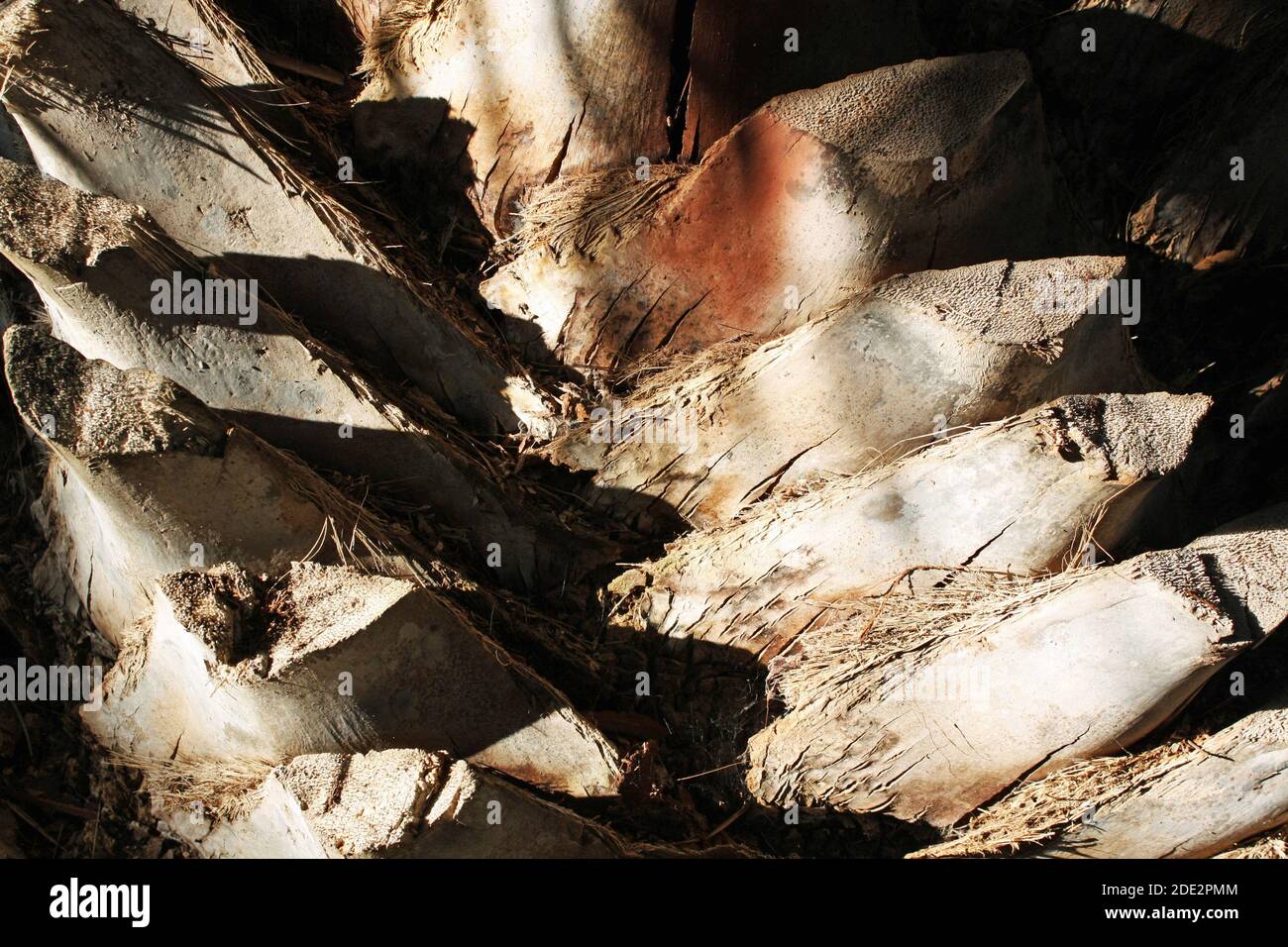 Palmenblaetter hi-res stock photography and images - Alamy