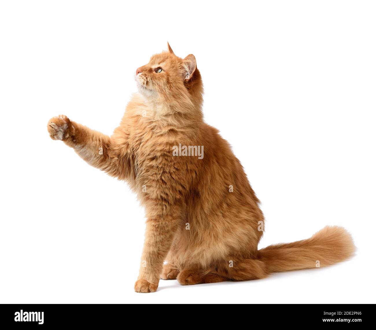 Cute adult fluffy red cat sitting and raised its front paws up ...