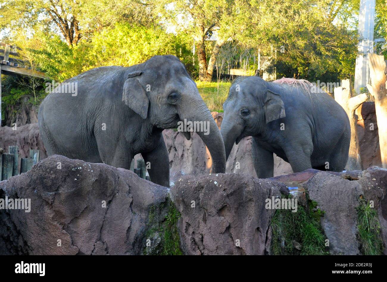 Elephants under the sun hi-res stock photography and images - Alamy