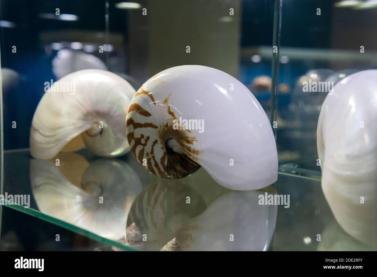 large spiral shells on shelf. sea shells exhibition Stock Photo - Alamy
