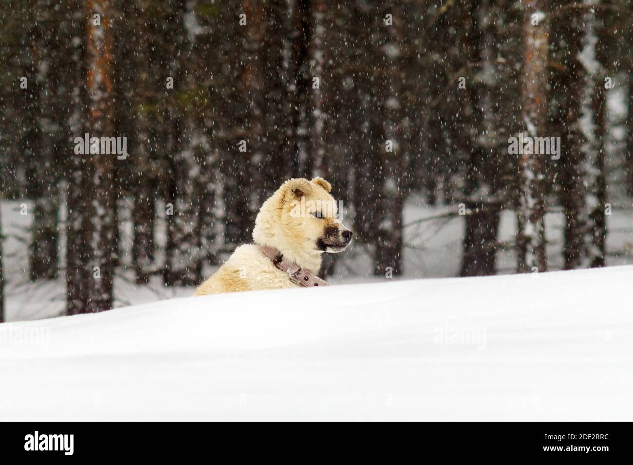 Dog Laika in the taiga in the forest in winter. heavy snow the dog is ...
