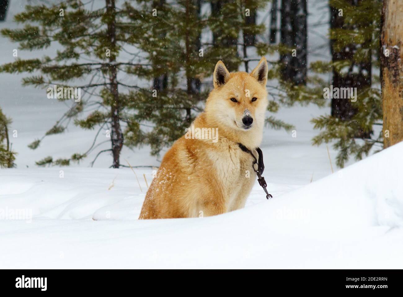 Dog Laika in the taiga in the forest in winter. heavy snow the dog is ...