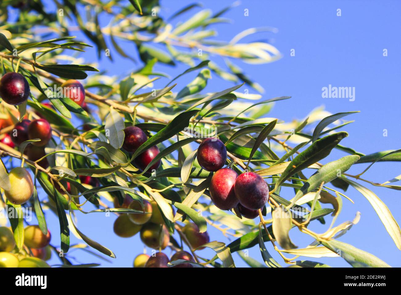 Olives on olive tree branch during autumn in the outskirts of Athens in ...
