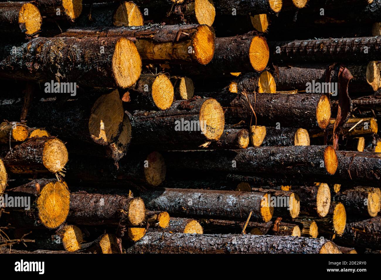 Timber logs from pine tree stacked and waiting for the saw. . High ...