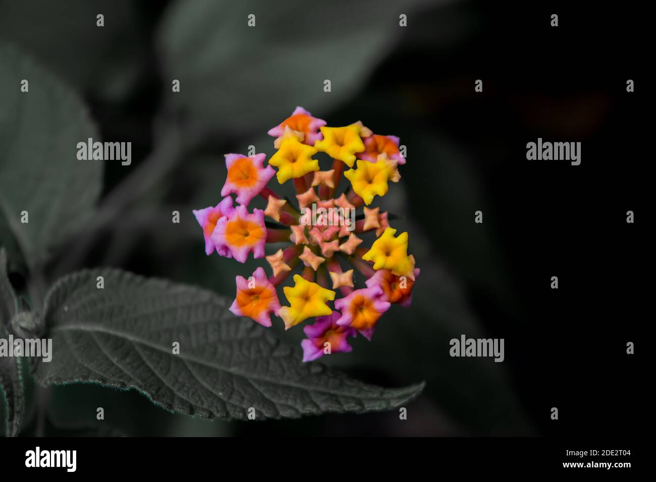 Lantana camara, West Indian Lantana Flower blooming in the garden ...