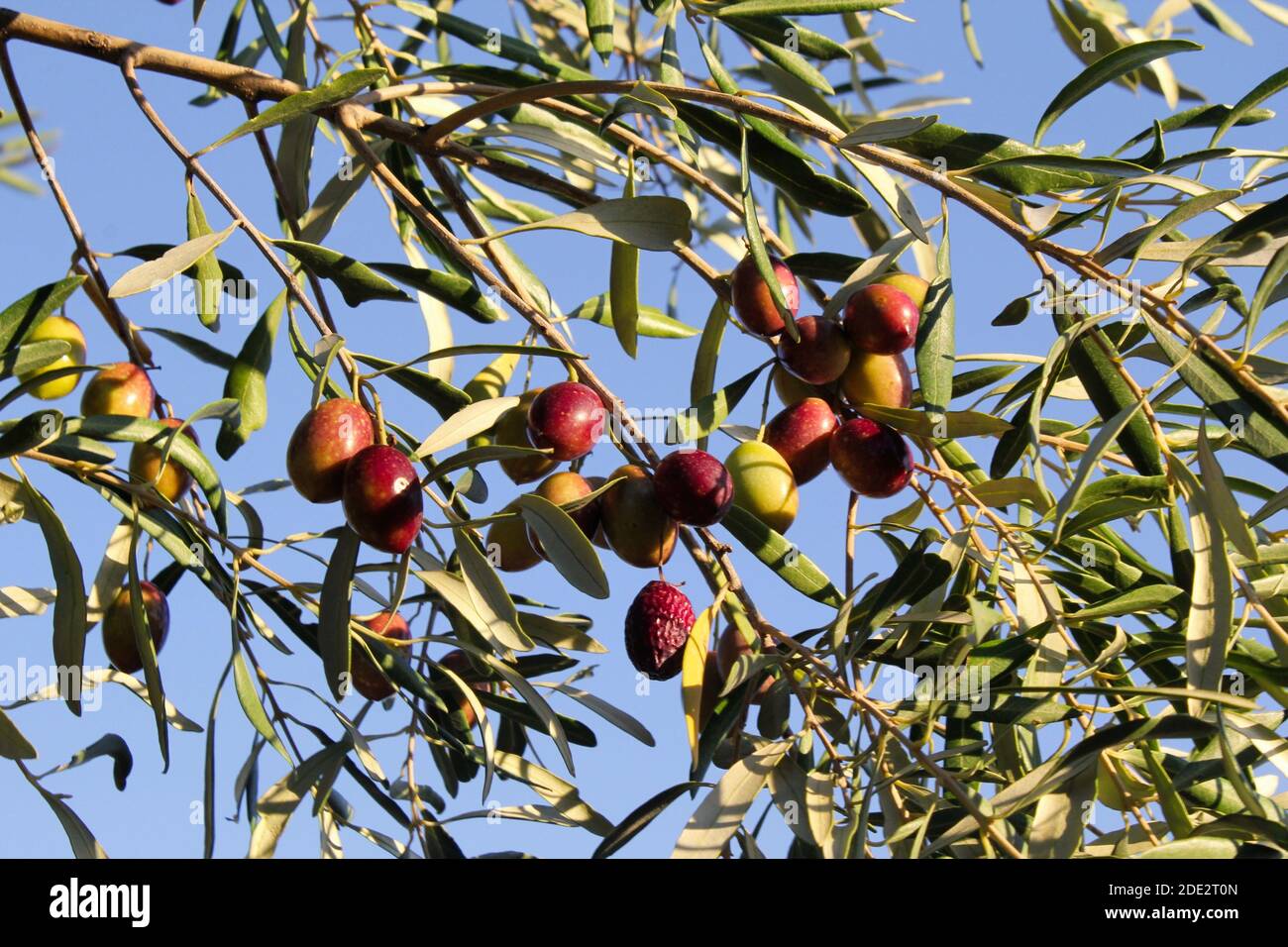 Olives on olive tree branch during autumn in the outskirts of Athens in ...