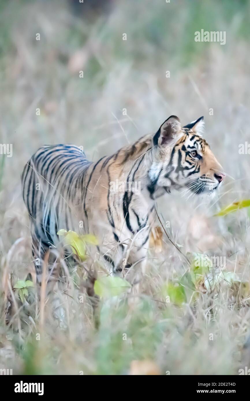 Bengal tiger (Panthera tigris tigris) is native to the Indian ...