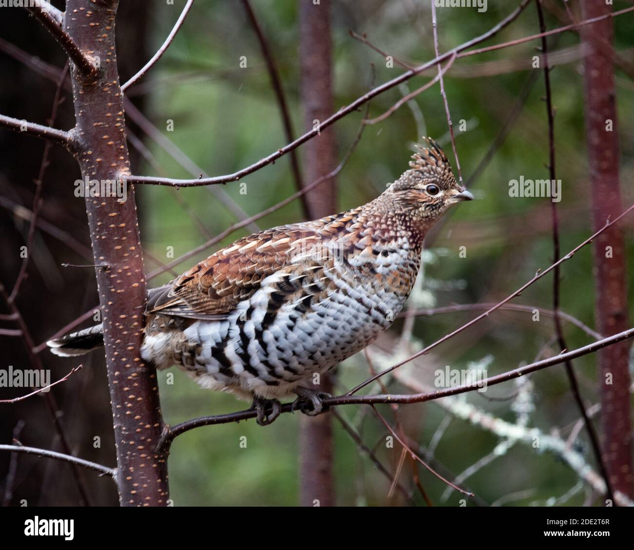 Ruffed Grouse Flying