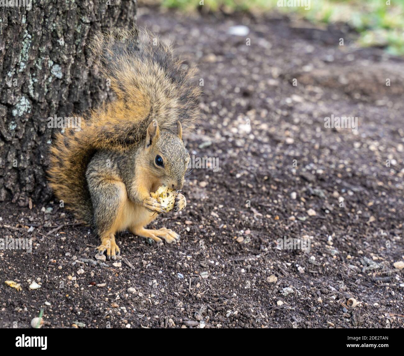 grey squirrel, gardens of texas state capitol Stock Photo - Alamy