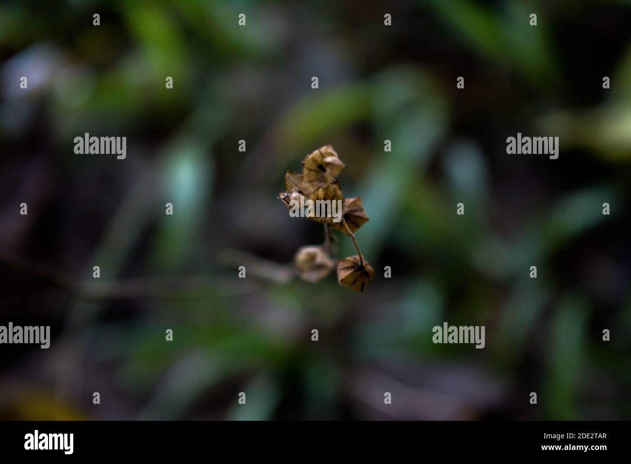 Lantana camara, West Indian Lantana Flower blooming in the garden ...