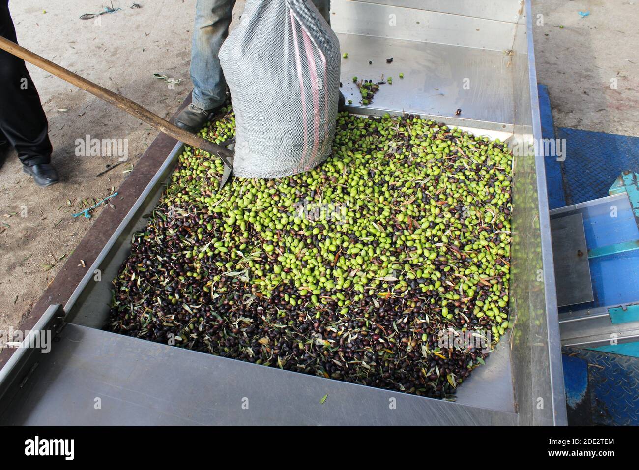 Harvested olives unloaded from truck to press hopper in olive oil mill ...