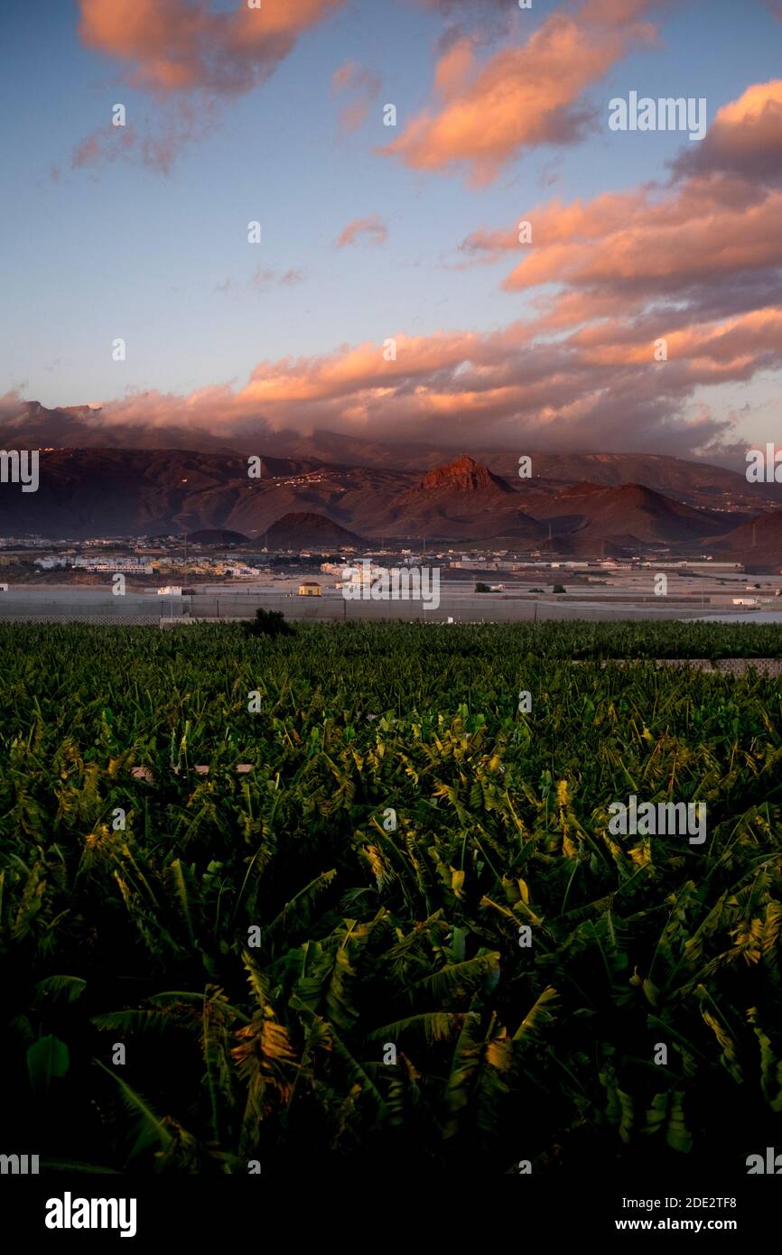 Landscape sunset beautiful view of tree bananas plantation and ...