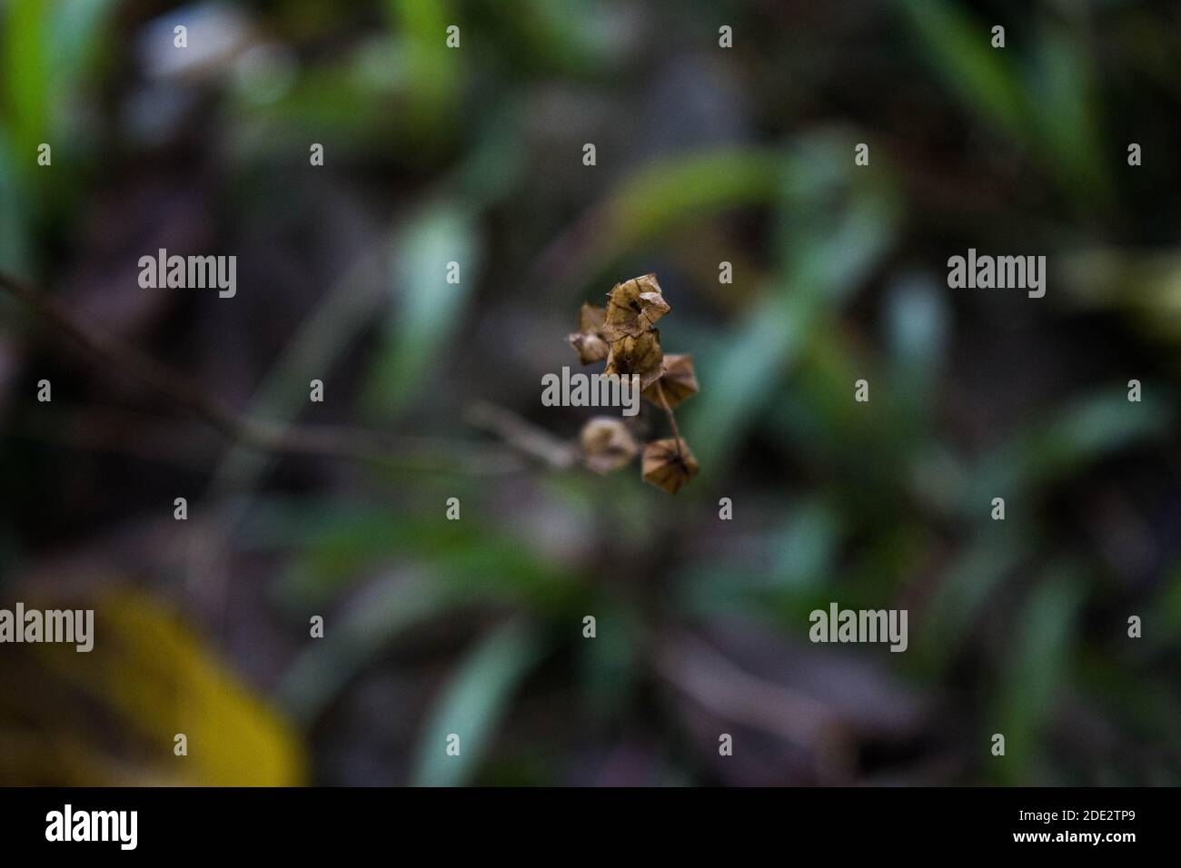 Lantana camara, West Indian Lantana Flower blooming in the garden ...