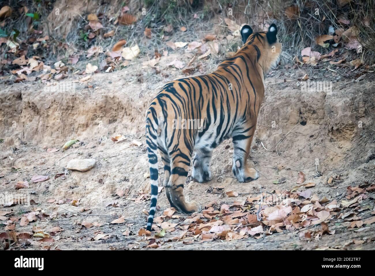 Native Indian Tiger