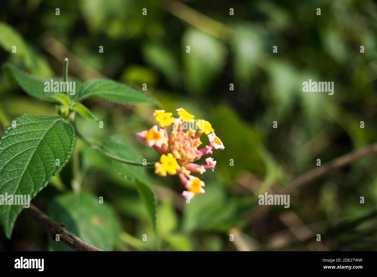 Lantana camara, West Indian Lantana Flower blooming in the garden ...