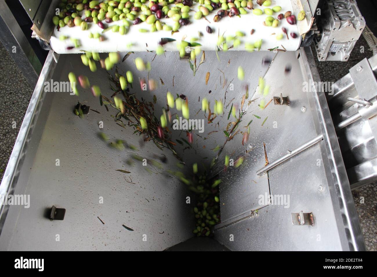 Olives on conveyor belt in olive oil mill during extra virgin olive oil ...