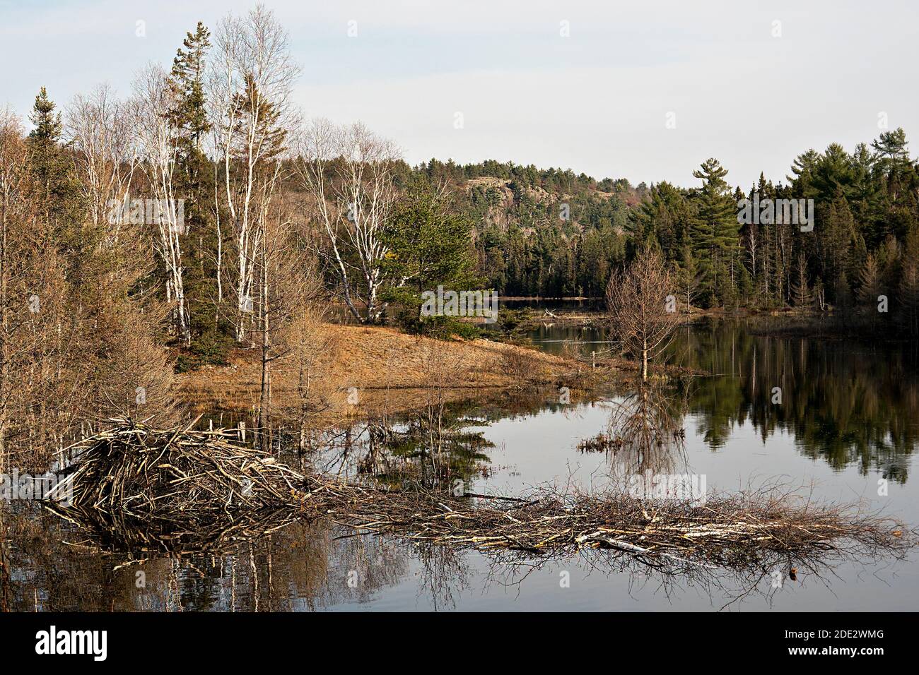 Beaver winter food supply cache pile and beaver lodge in the autumn ...