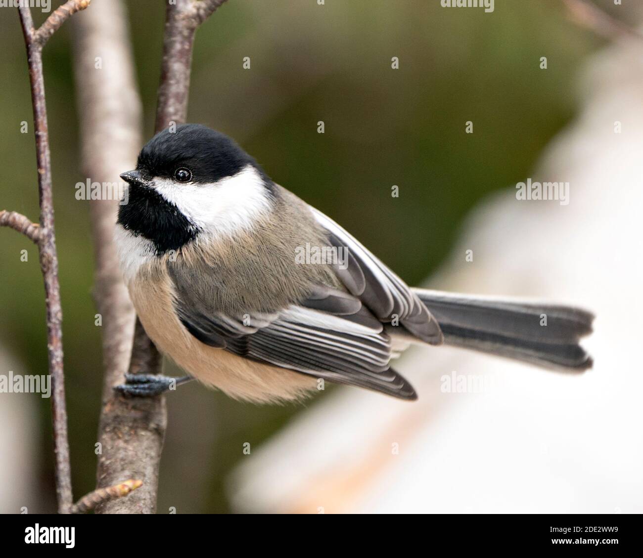 Chickadee close-up profile view on a tree branch with a blur background ...