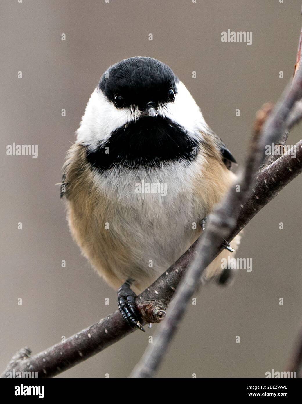 Chickadee calendar bird picture hi-res stock photography and images - Alamy