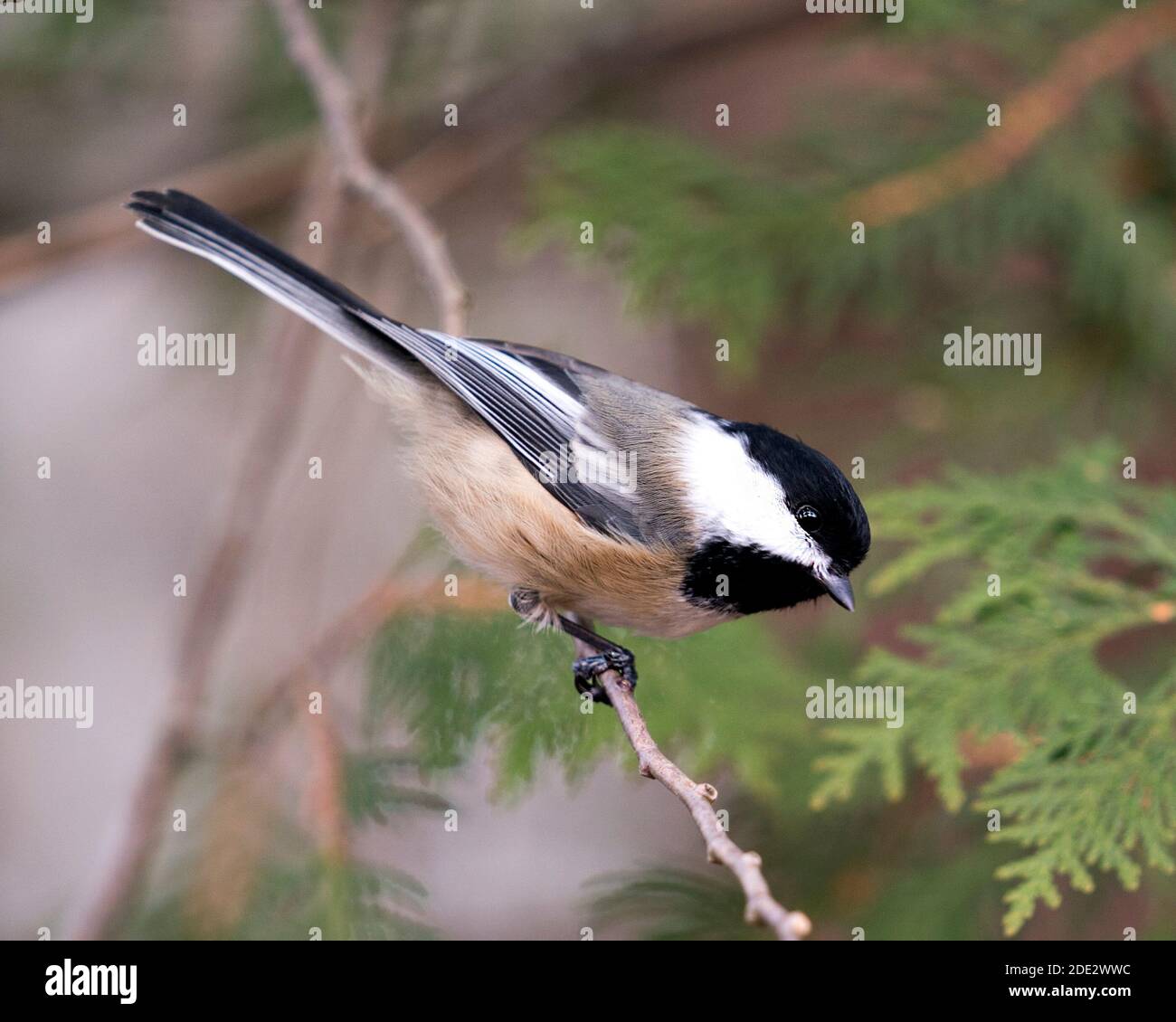 Chickadee close-up profile view on a tree branch with a blur background ...