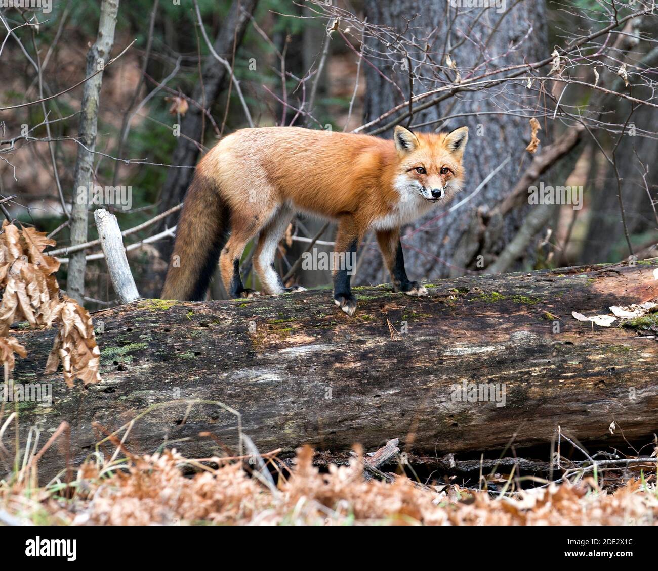 Red fox close-up profile view standing on a big moss log with a forest ...