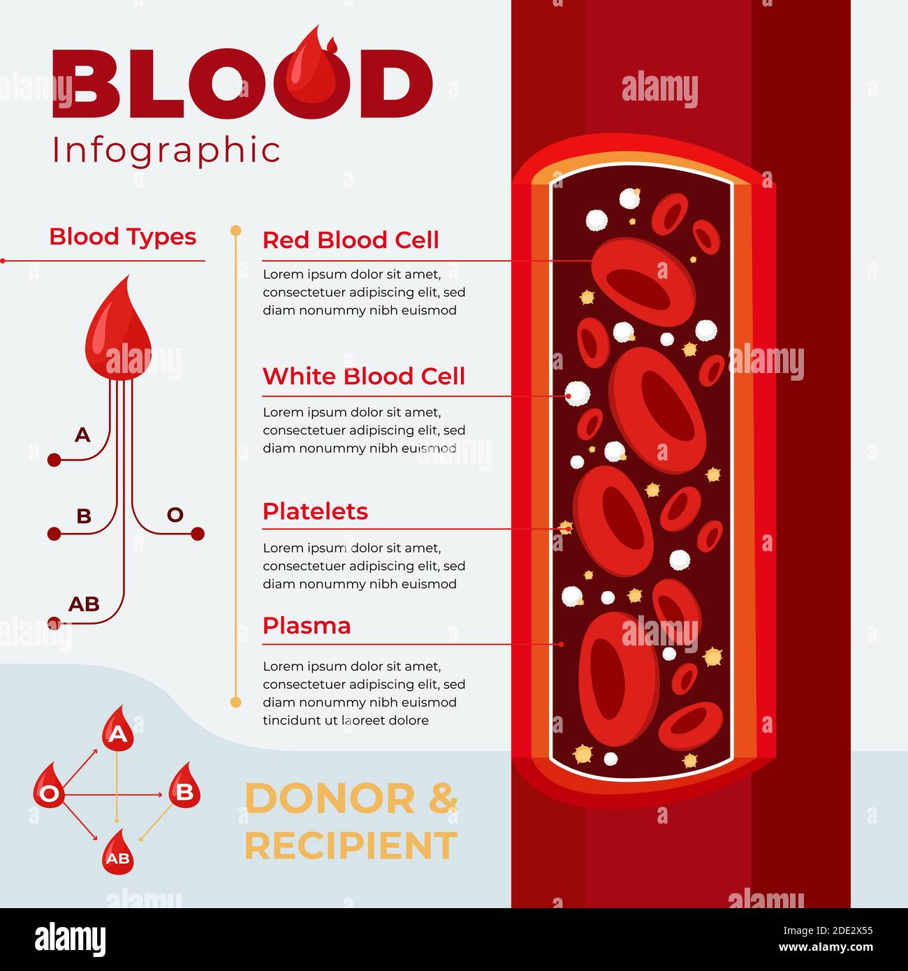 Flat design blood infographic Vector illustration Stock Vector Image ...