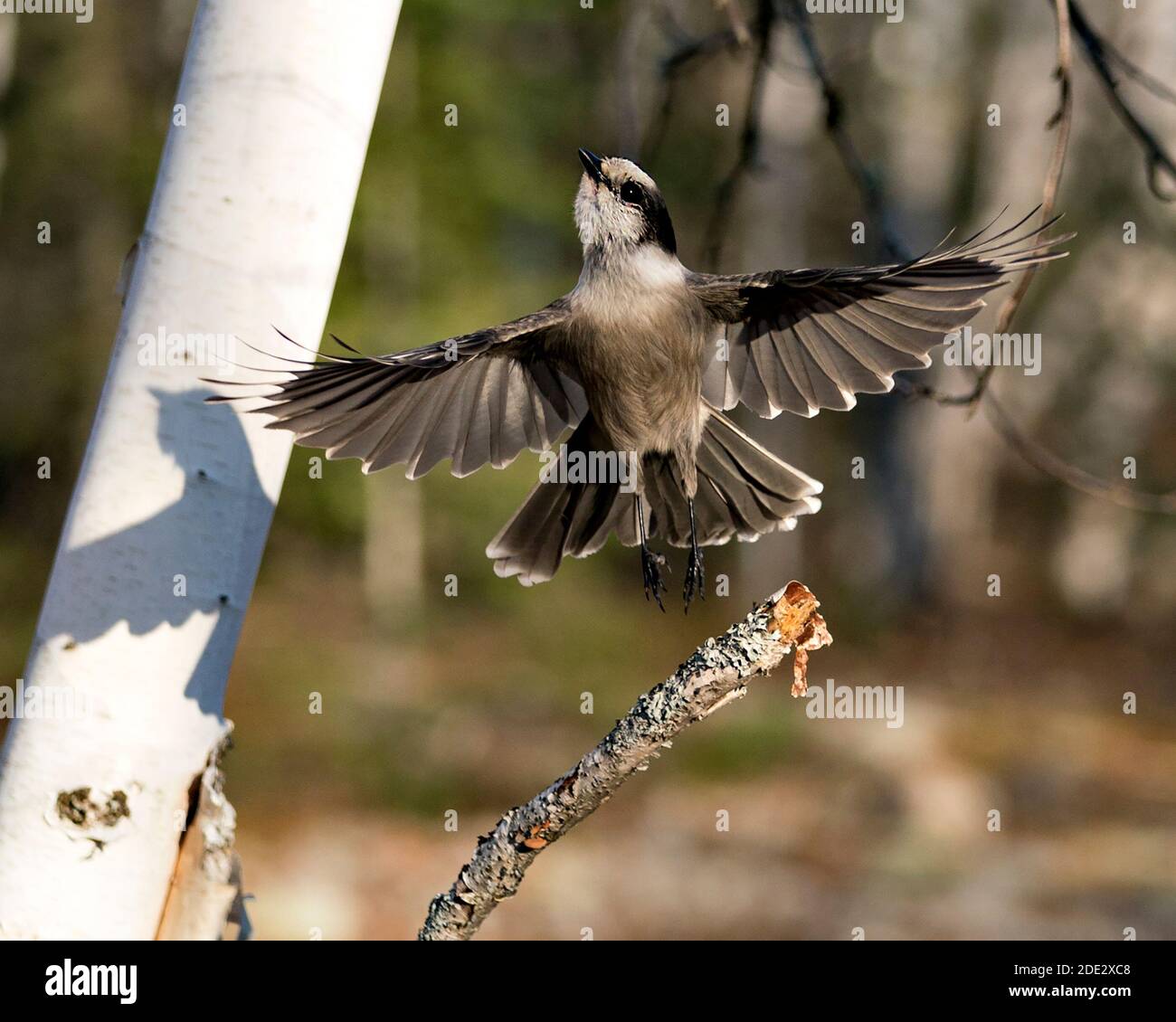 Gray Jay Bird
