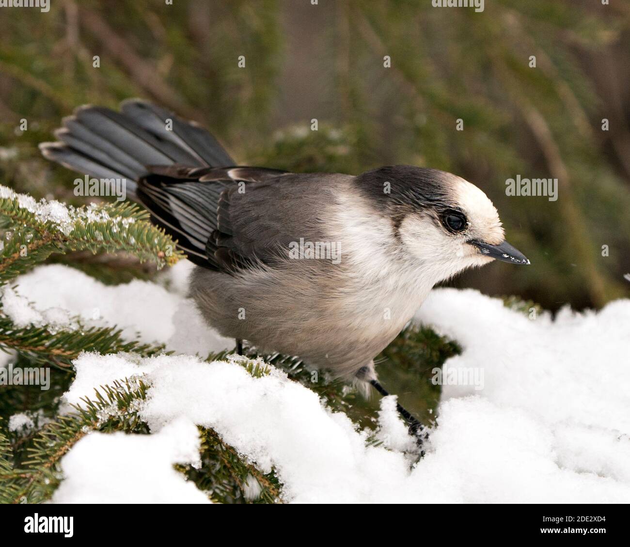 Grey Jay perched on branch with blur backgorund in its environment and ...