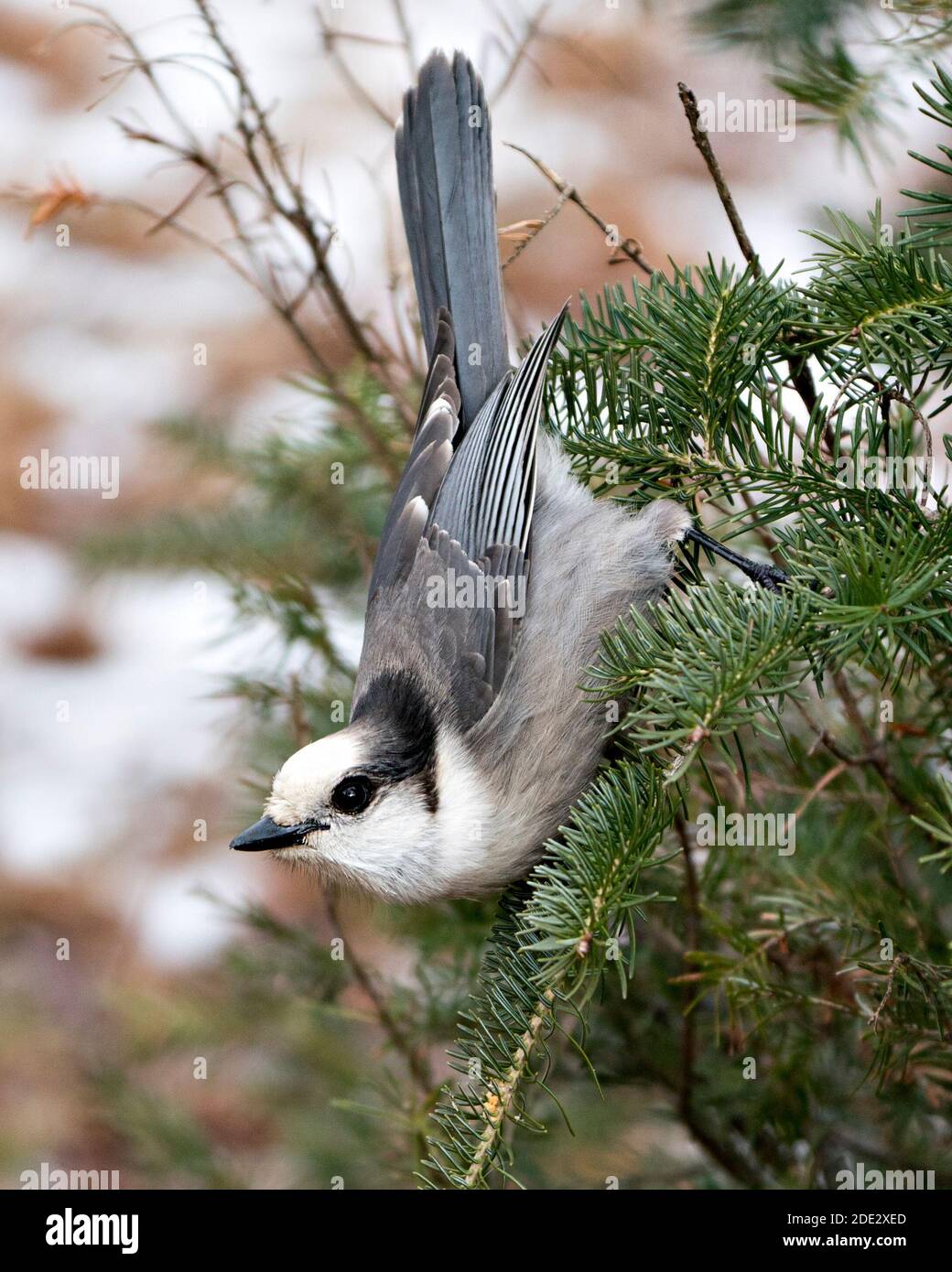 Gray Jay close-up profile view perched on a fir tree branch in its ...