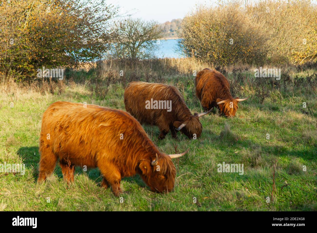 Scottish highlander museum hi-res stock photography and images - Alamy