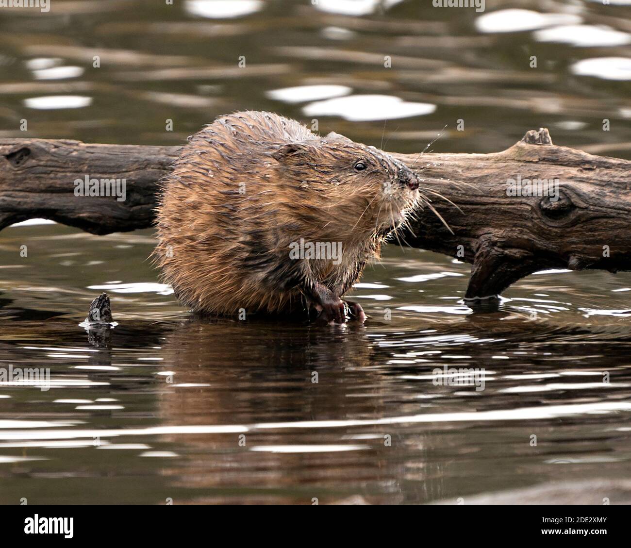 Muskrat stock photos. Muskrat in the water displaying its brown fur by ...
